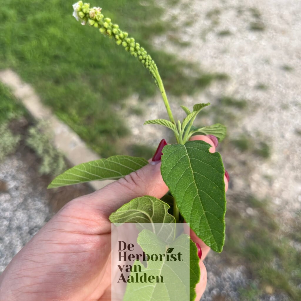 Over de heg 3: Wilde salie - Basora preto Aruba - De Herborist van Aalden